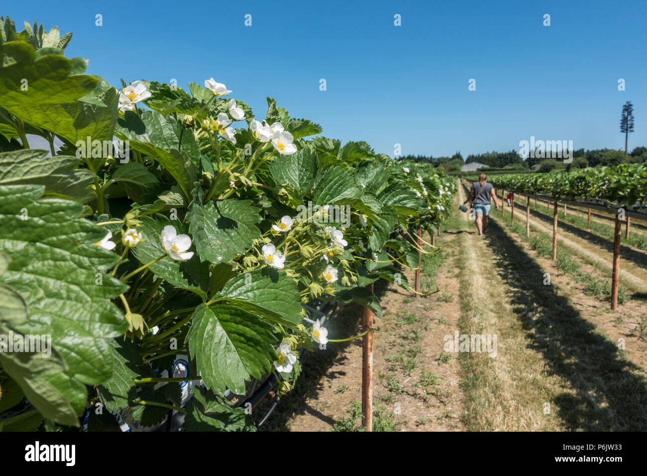 Strawberry plants flowering Stock Photo - Alamy