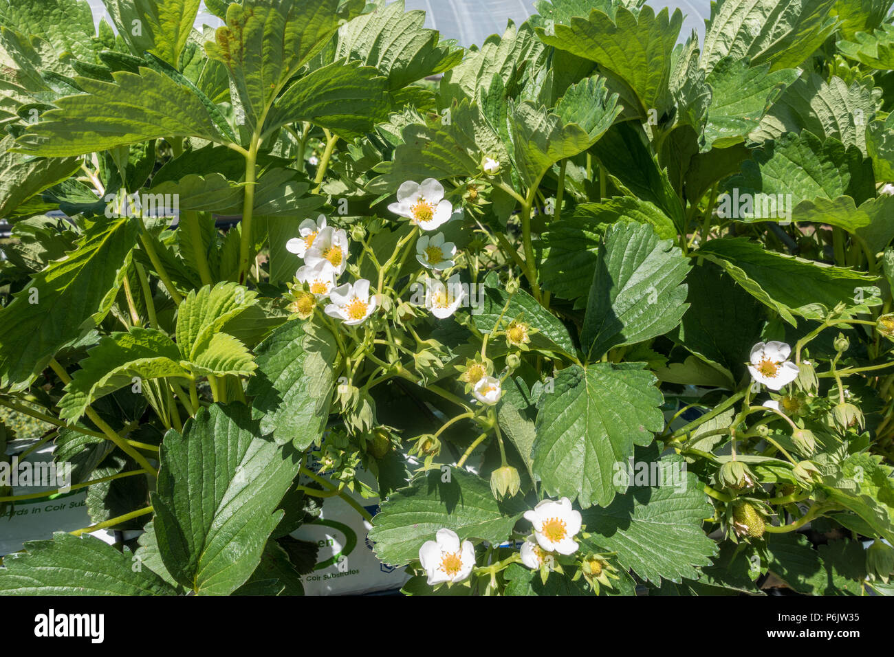 Flowering farming hi-res stock photography and images - Alamy