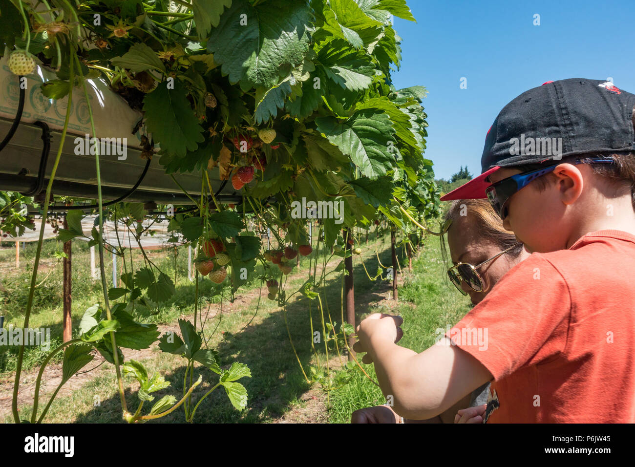 A mother and son pick strawberries in a pick your own fruit farm Stock ...
