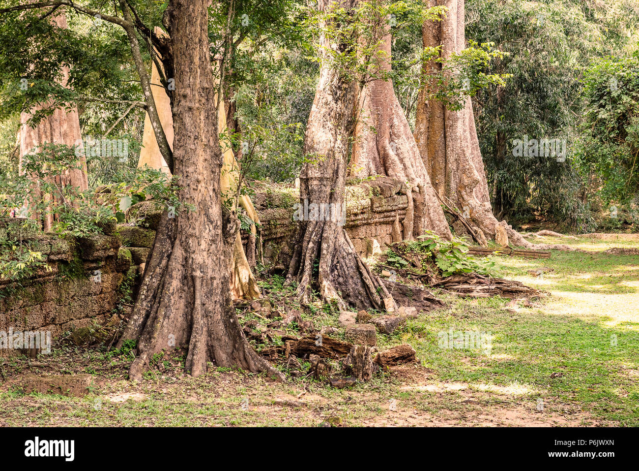Ta Prohm the temple ruins overgrown with trees at Angkor, Siem Reap ...