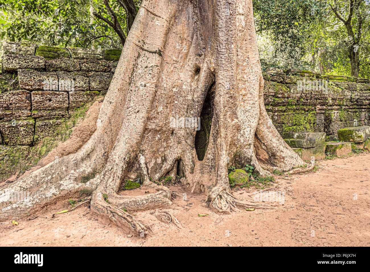 Ta Prohm the temple ruins overgrown with trees at Angkor, Siem Reap ...