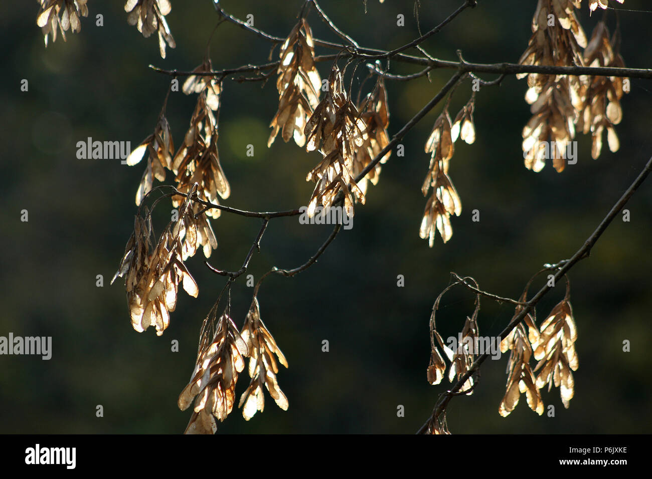 Fruit of maple tree hi-res stock photography and images - Alamy