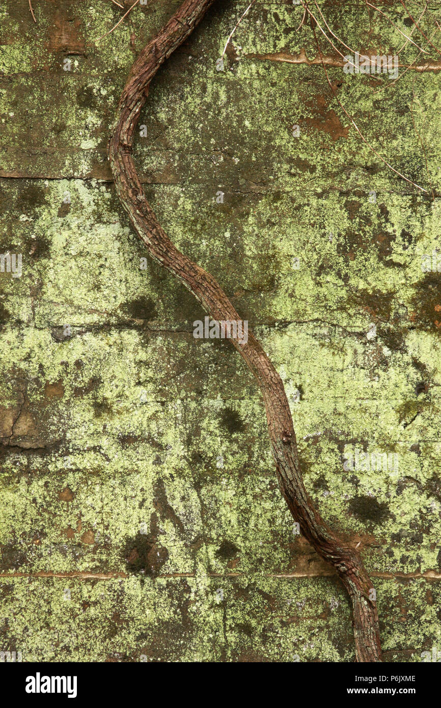 Climbing plant stem hi-res stock photography and images - Alamy