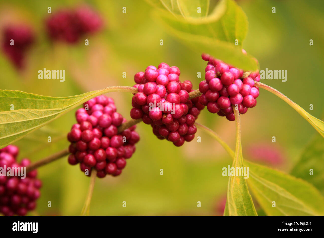 Pink Callicarpa berries (beautyberries Stock Photo - Alamy