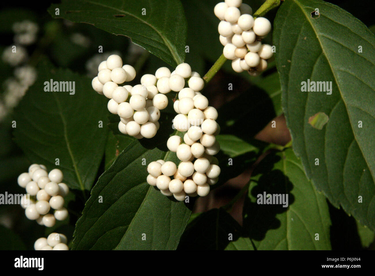 White Callicarpa berries (Beautyberries Stock Photo - Alamy
