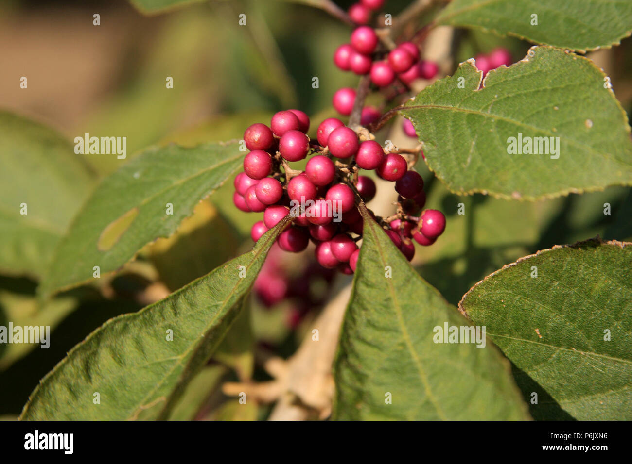 Beautyberries hi-res stock photography and images - Alamy