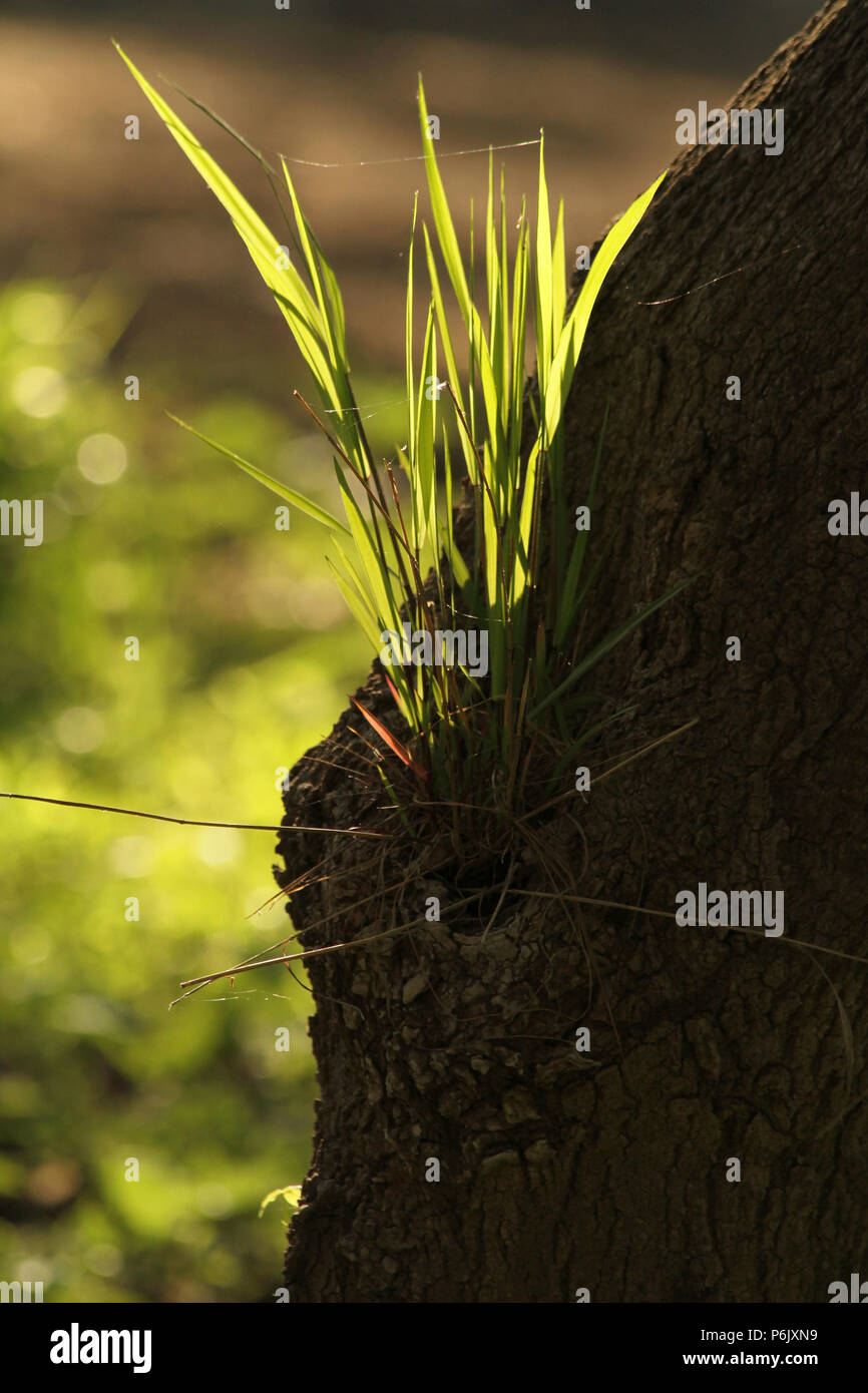 Growing grass tree hi-res stock photography and images - Alamy
