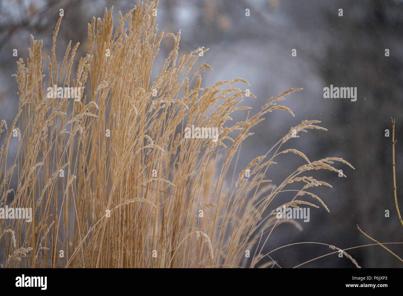 Grasses winter hi-res stock photography and images - Alamy