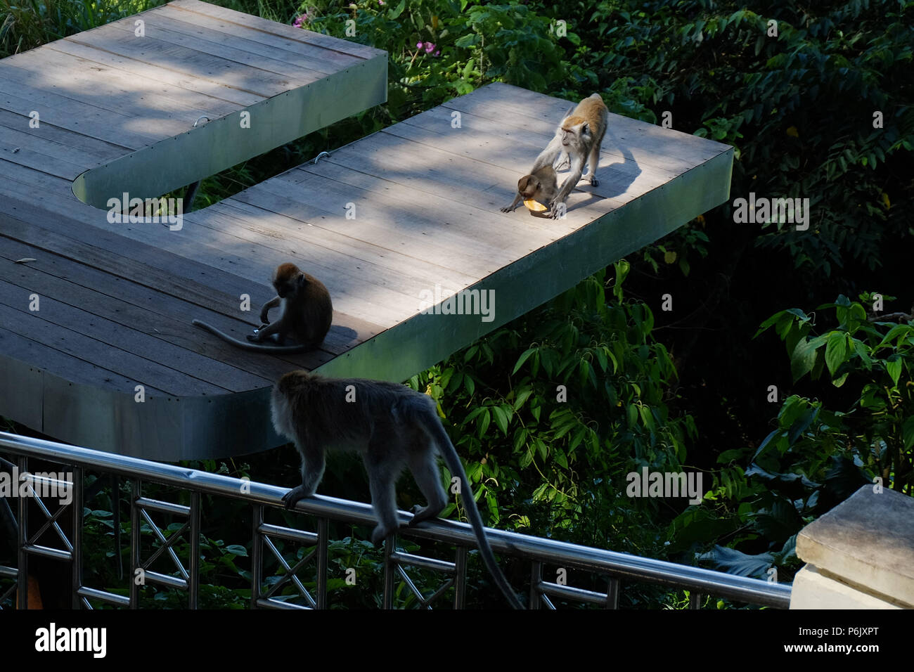 West Sumatra, Indonesia - April 29, 2018: Monkeys are seen doing child ...