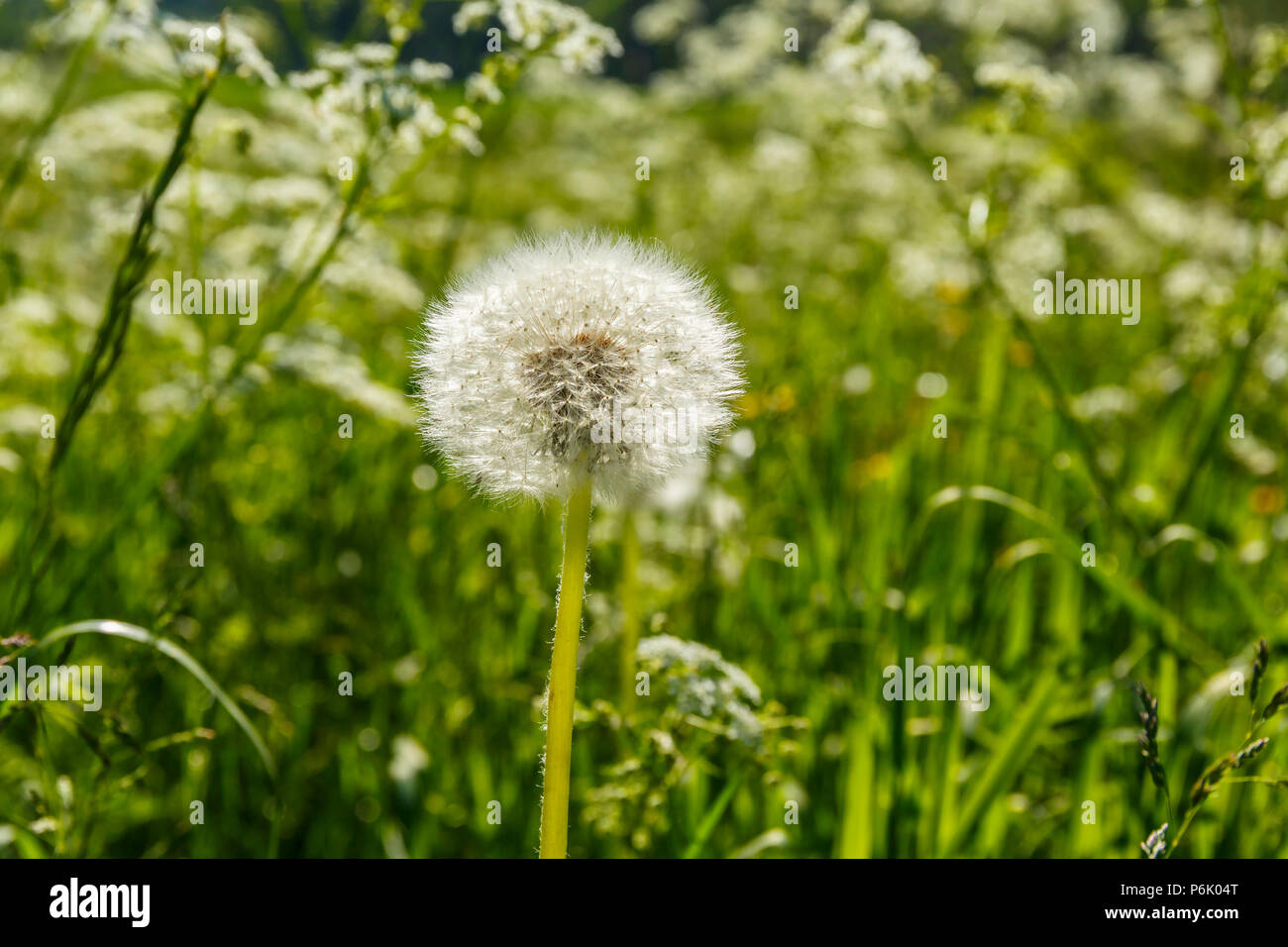 Overgrown dandelion hi-res stock photography and images - Alamy