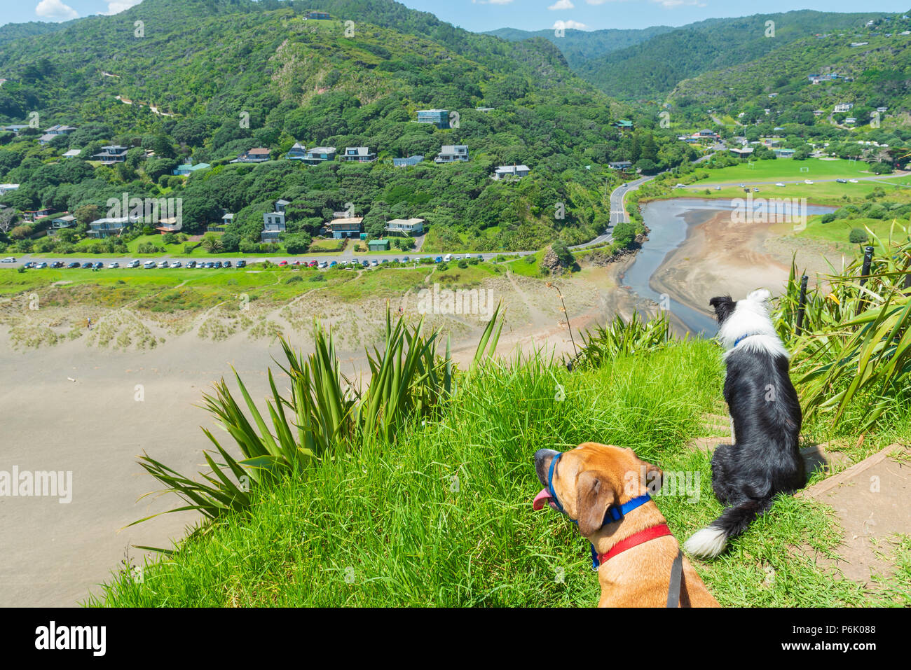 Dogs on the slopes of Lion Rock looking down at Piha Beach below in New ...