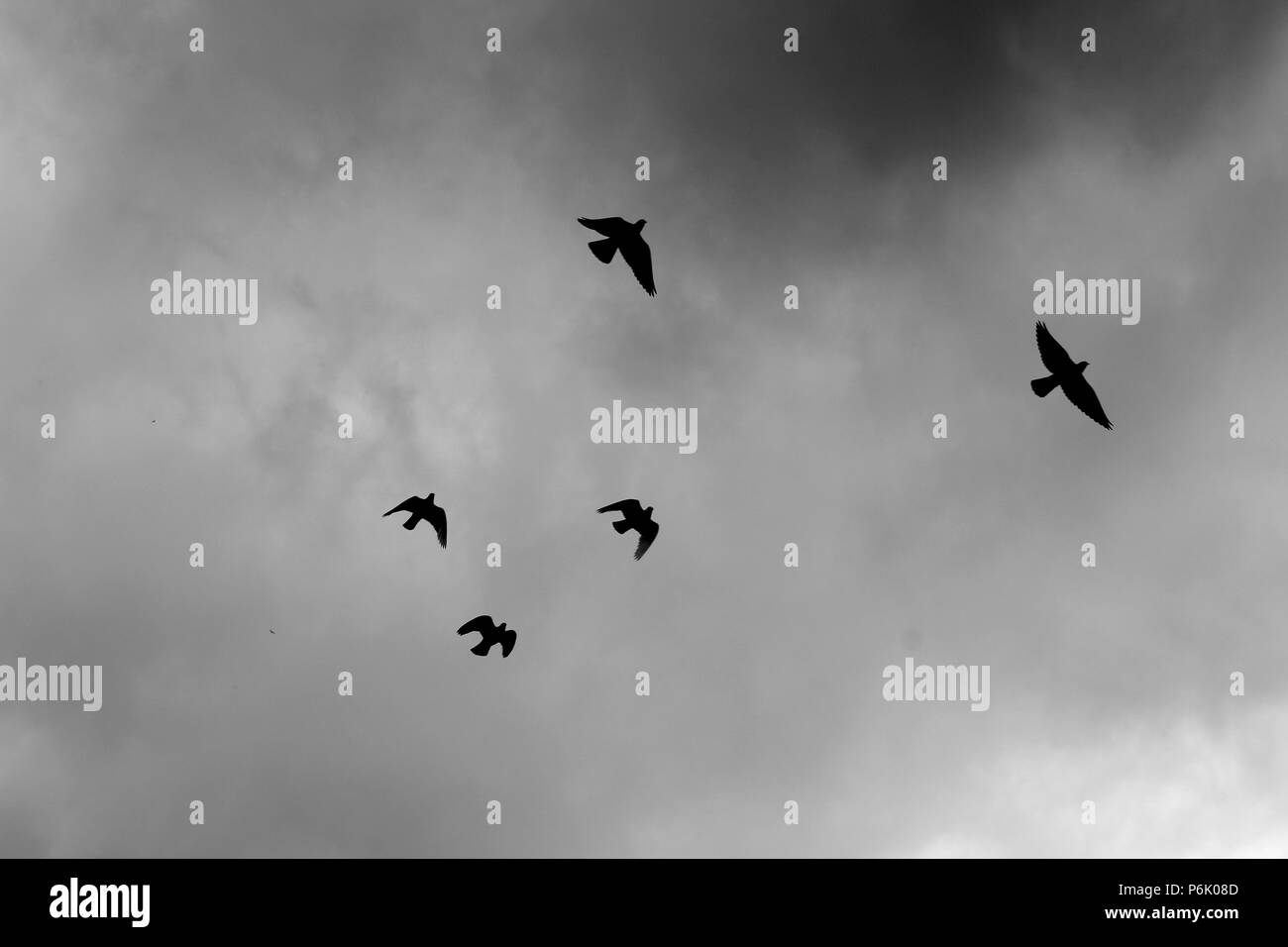Birds in flight with dramatic clouds Stock Photo - Alamy
