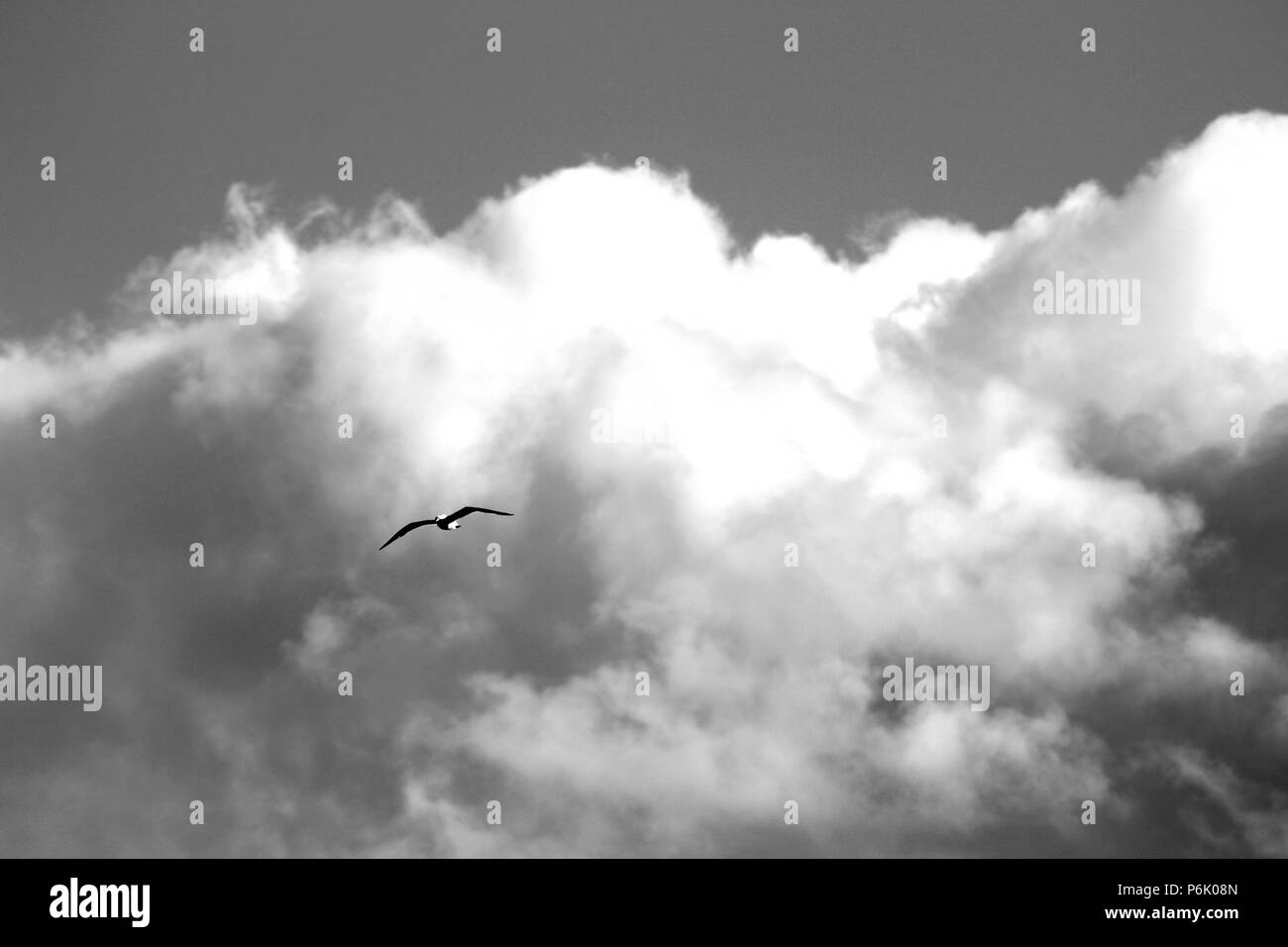 Birds in flight with dramatic clouds Stock Photo - Alamy