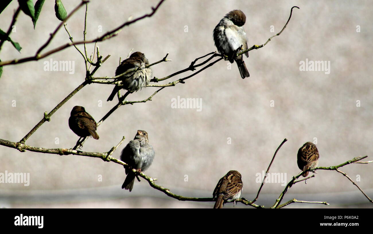 Socializing by animals hi-res stock photography and images - Alamy