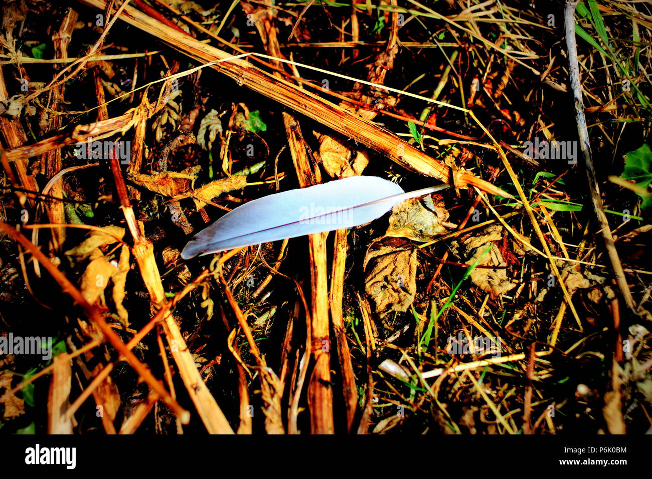 feather in autumn Stock Photo - Alamy