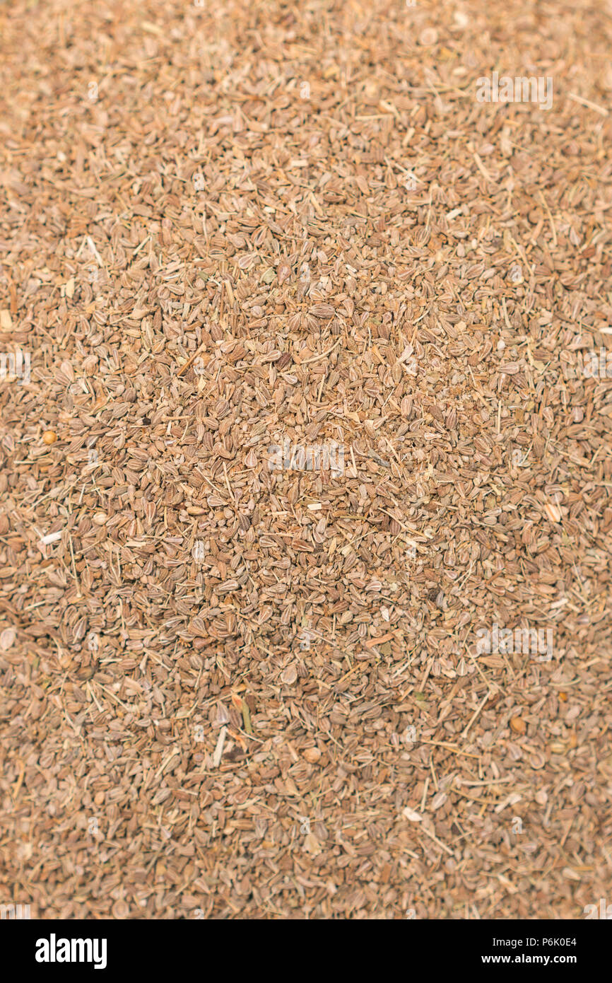Organic Dried coriander seeds (Coriandrum sativum) closeup background texture. vertical photo ...