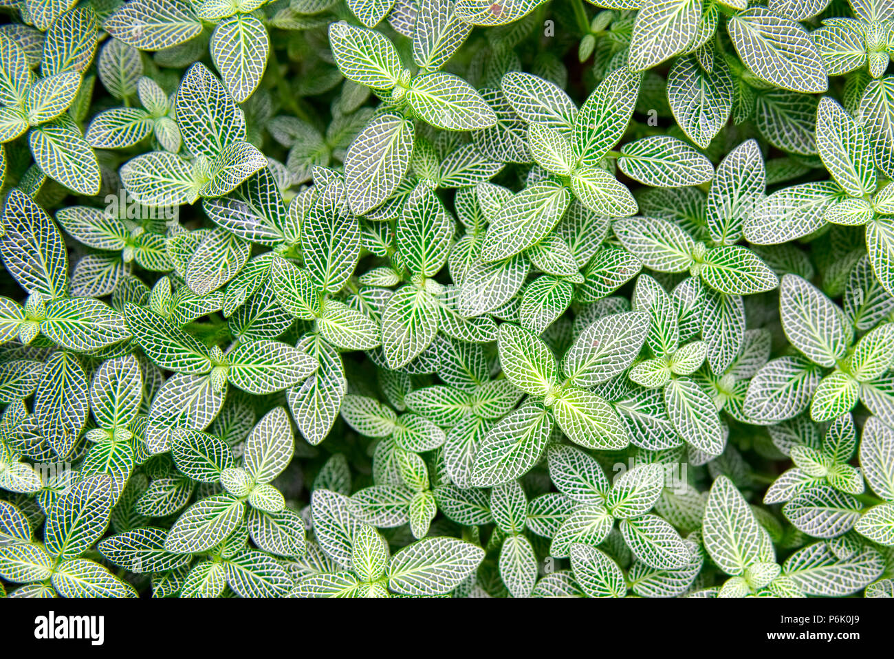Fine texture of green leaves of a bush Stock Photo - Alamy