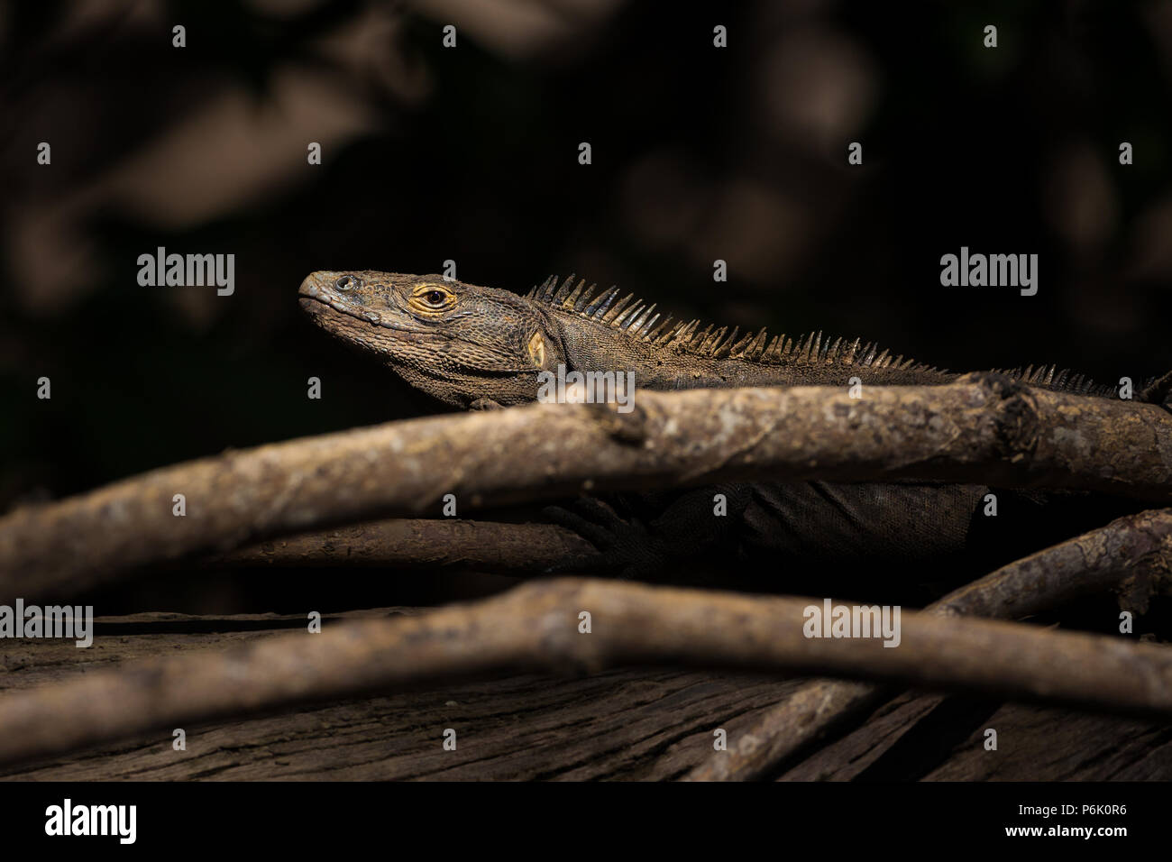 Black spiny-tailed iguana, Ctenosaura similis, inside the mangrove ...