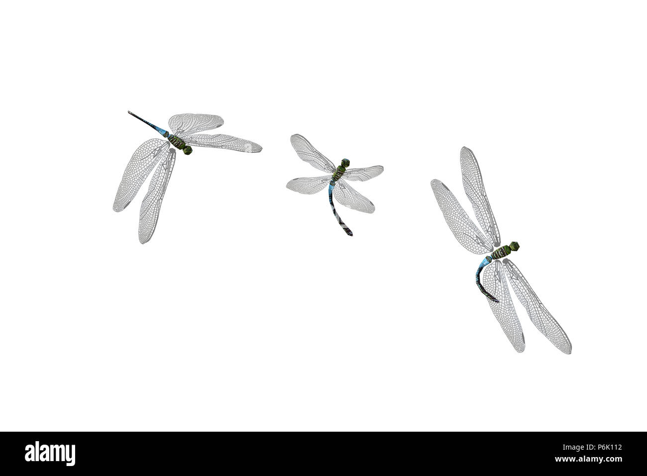 Group on Dragonflies isolated on white, 3d render Stock Photo - Alamy