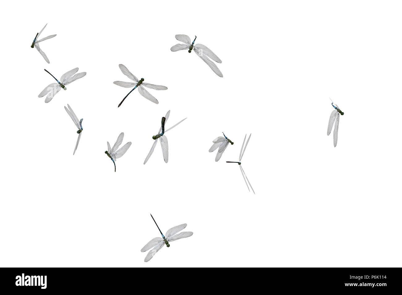 Group on Dragonflies isolated on white, 3d render Stock Photo - Alamy