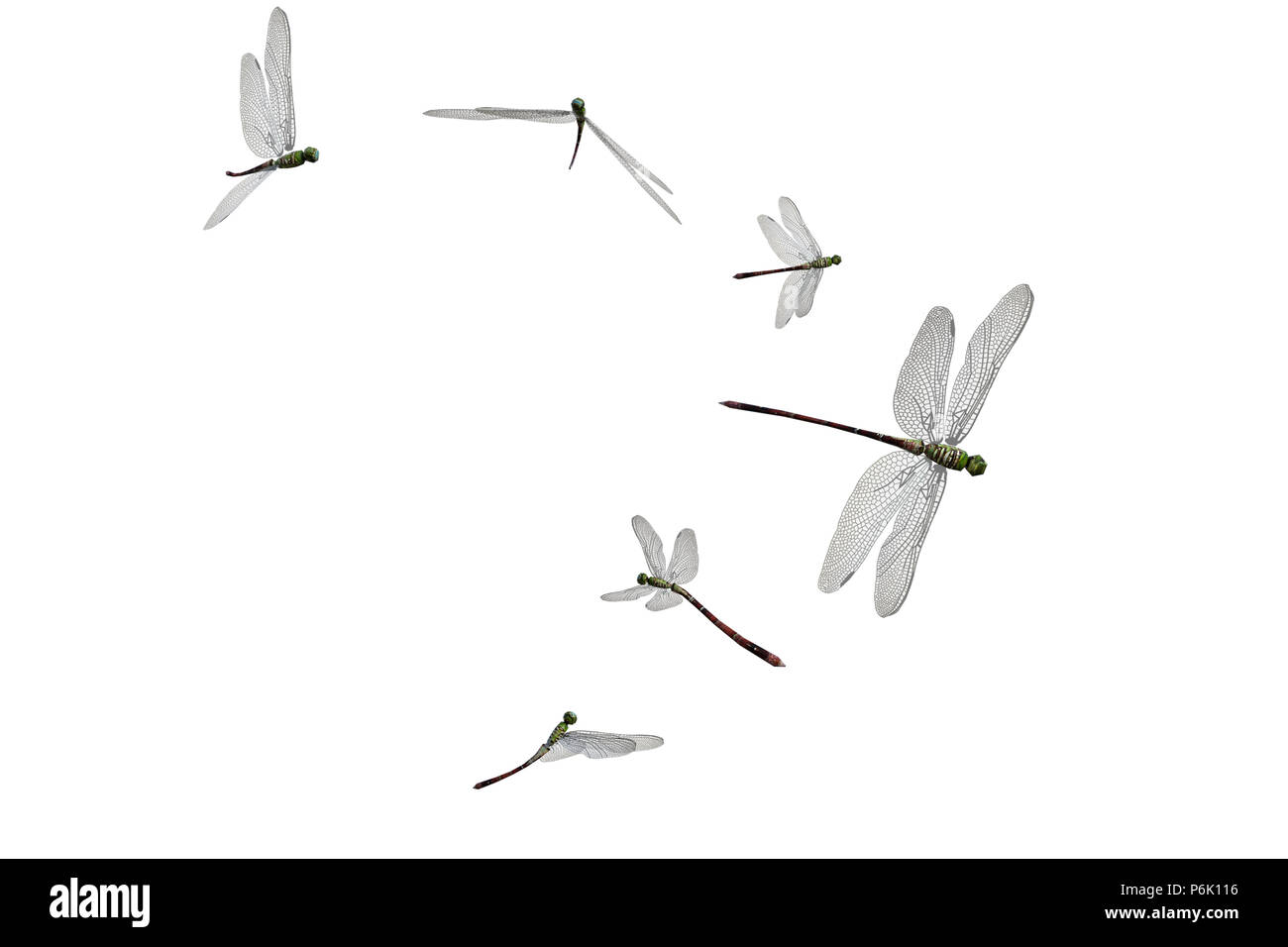 Group on Dragonflies isolated on white, 3d render Stock Photo - Alamy