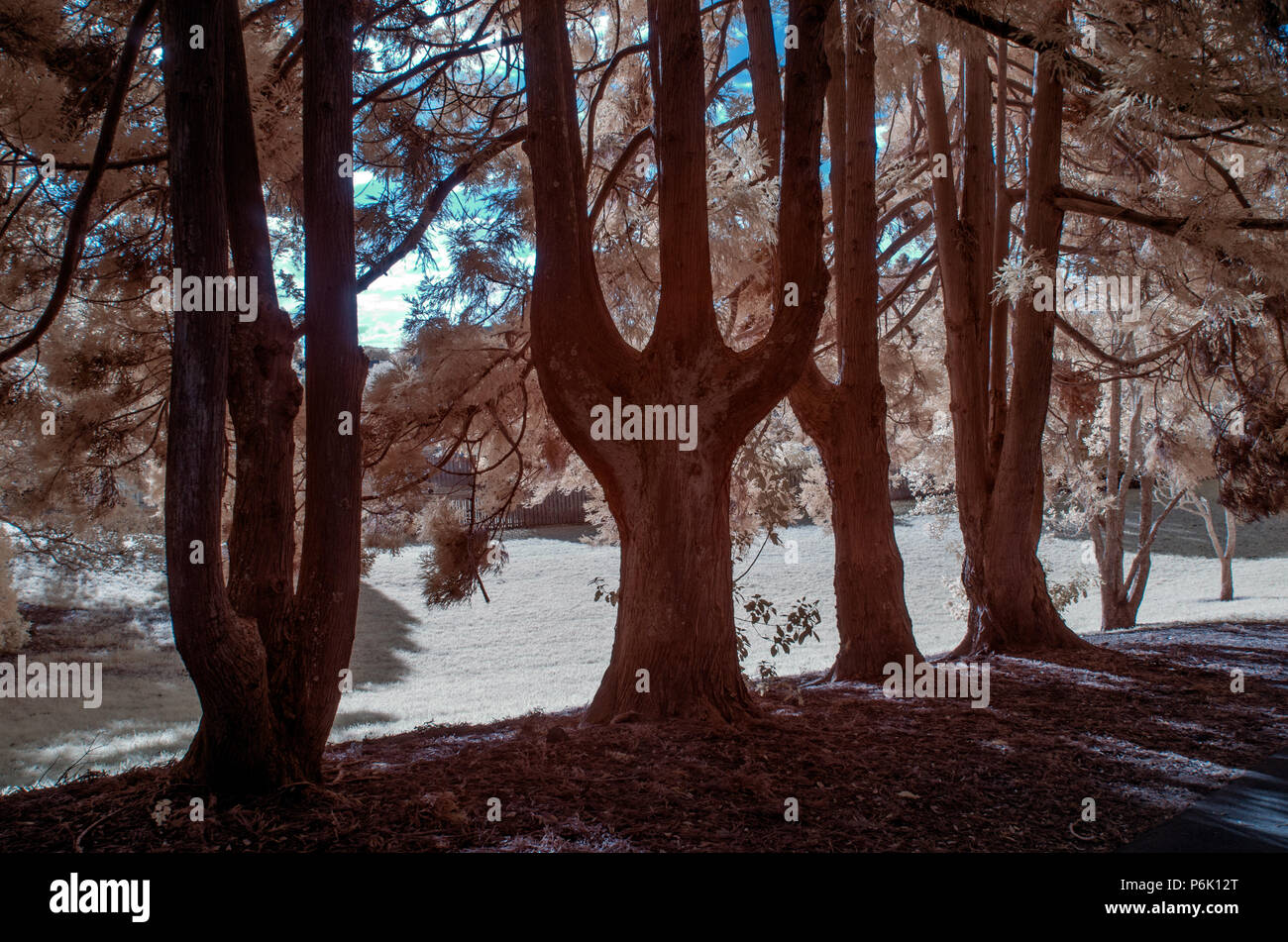 Infrared image of a park landscape in false colors Stock Photo - Alamy