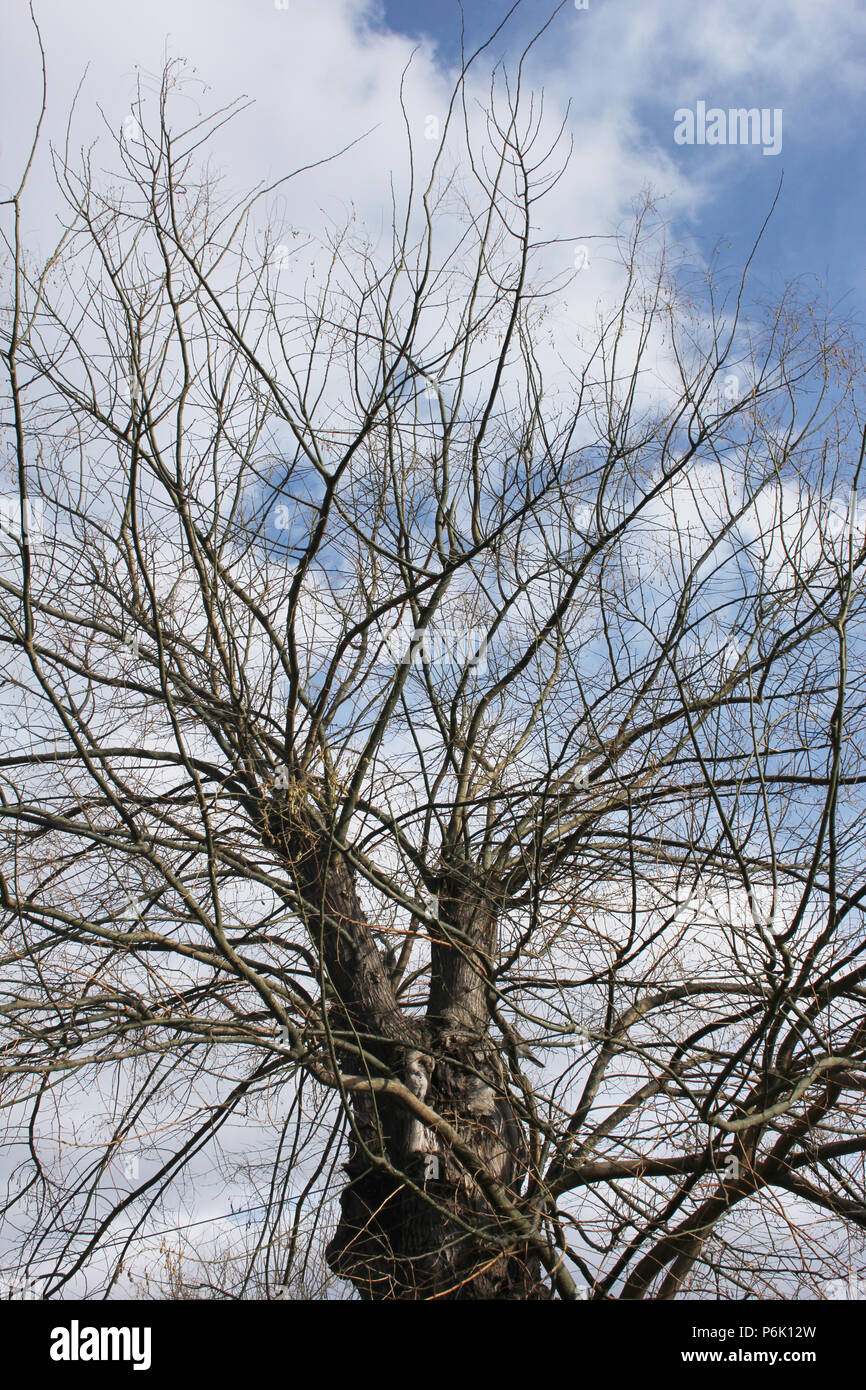 Beech tree leaf cutout hi-res stock photography and images - Alamy