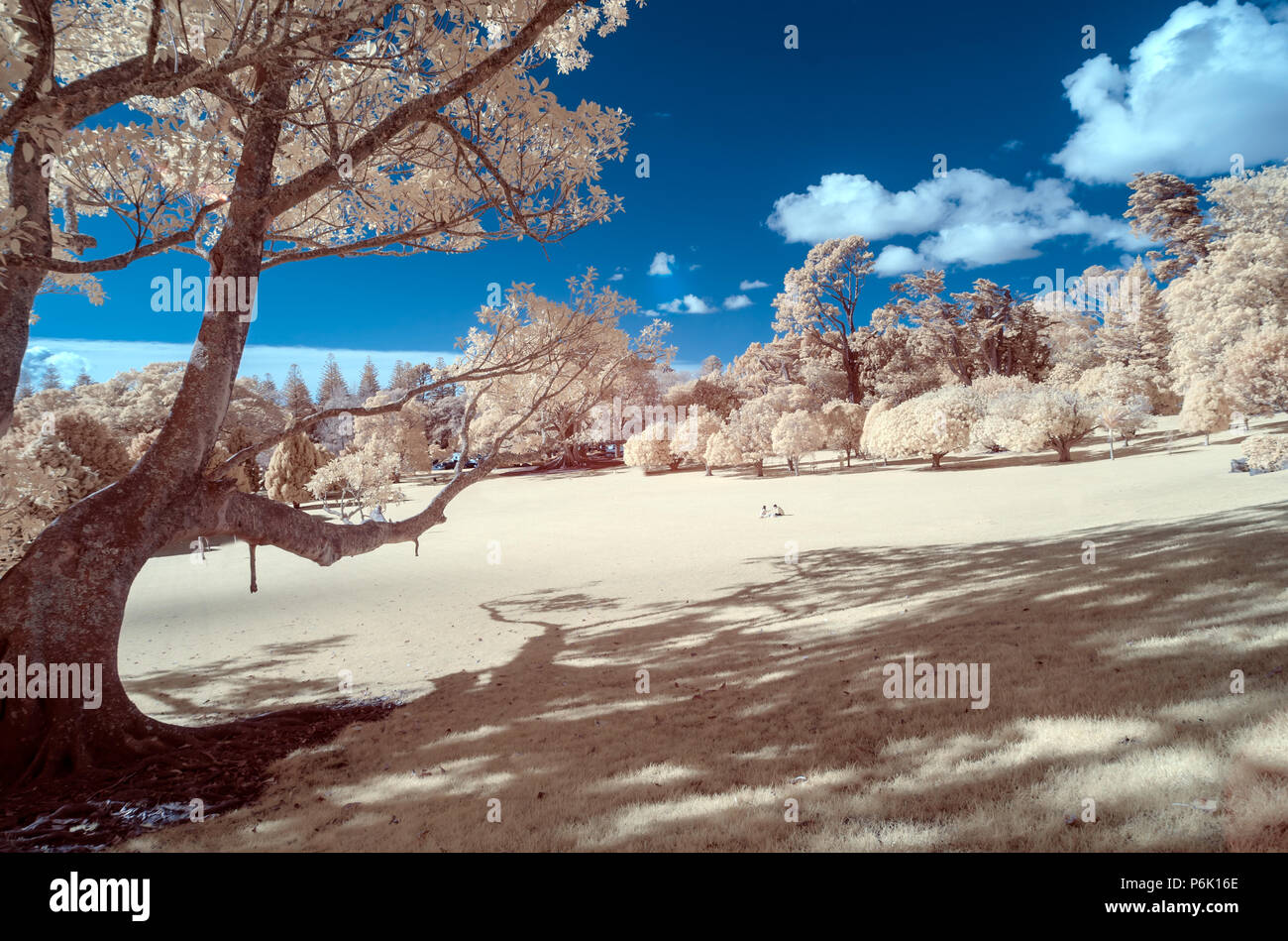 Infrared image of a park landscape in false colors Stock Photo - Alamy