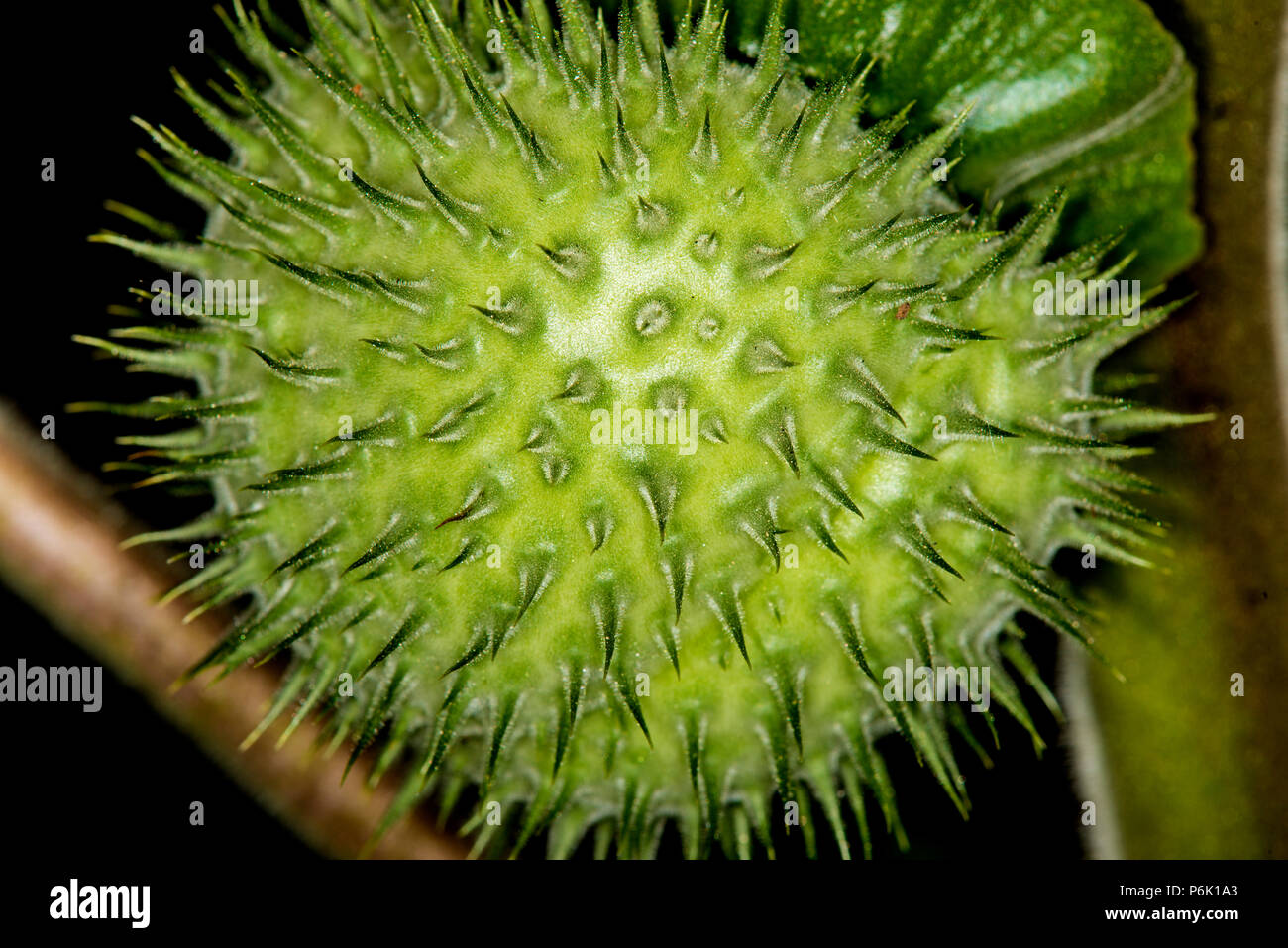 Toloache, pricklyburr, famous holy plant, thorny apple Stock Photo - Alamy