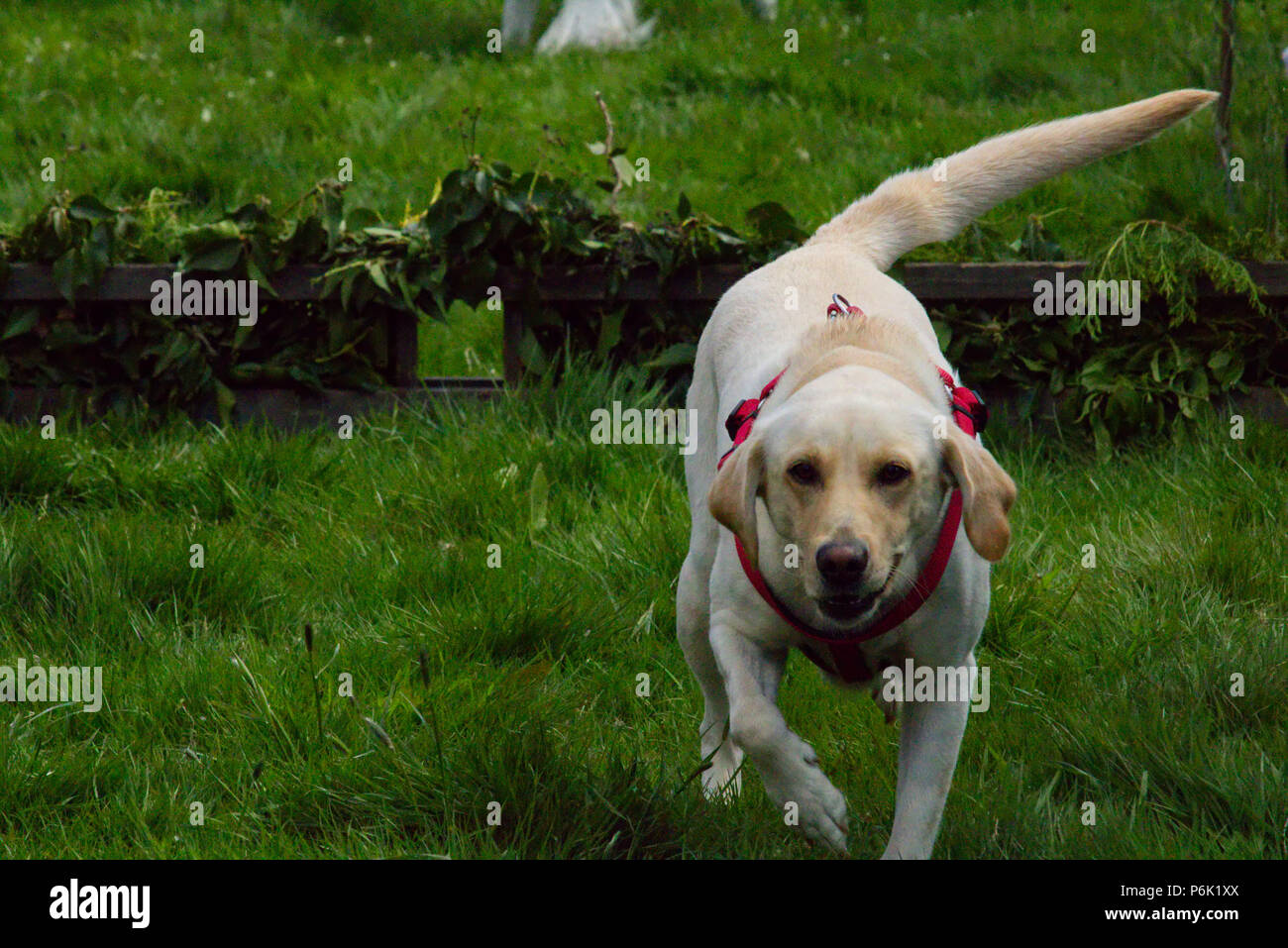 Yellow Labrador running Stock Photo - Alamy
