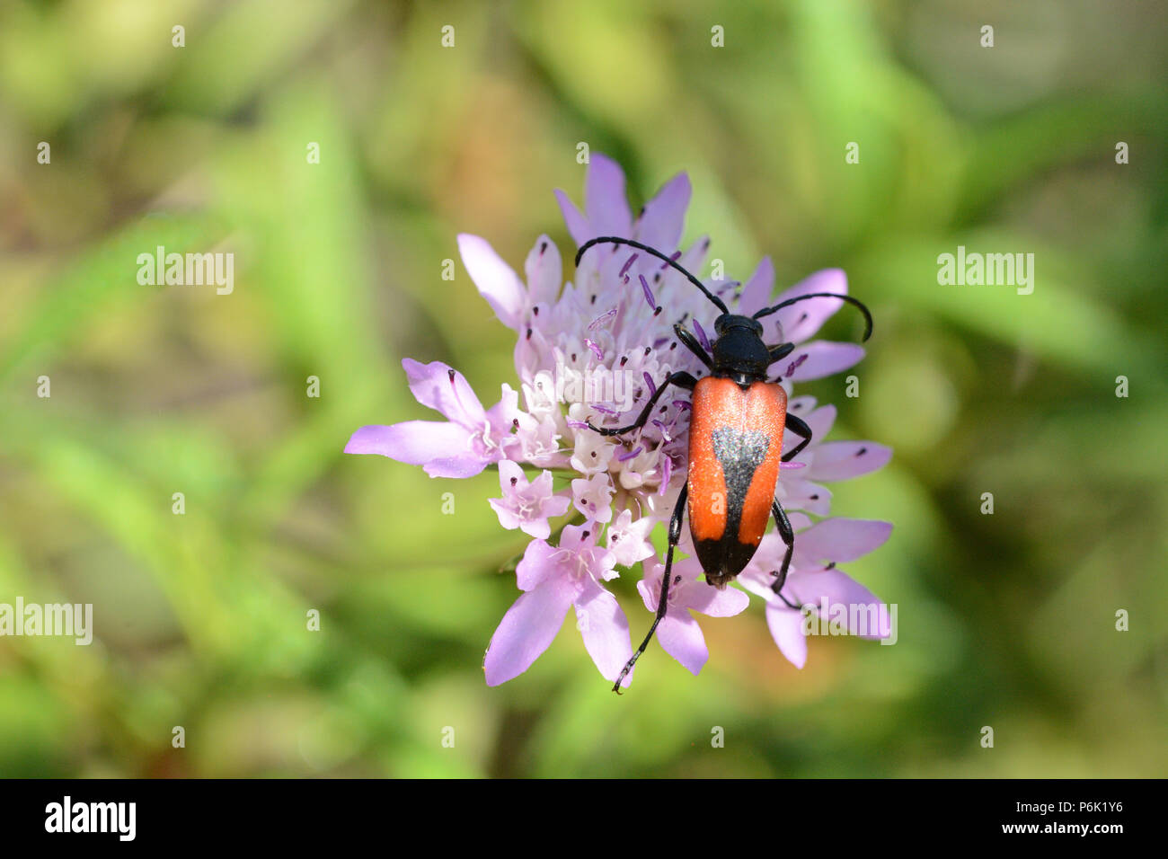Pollens hi-res stock photography and images - Alamy