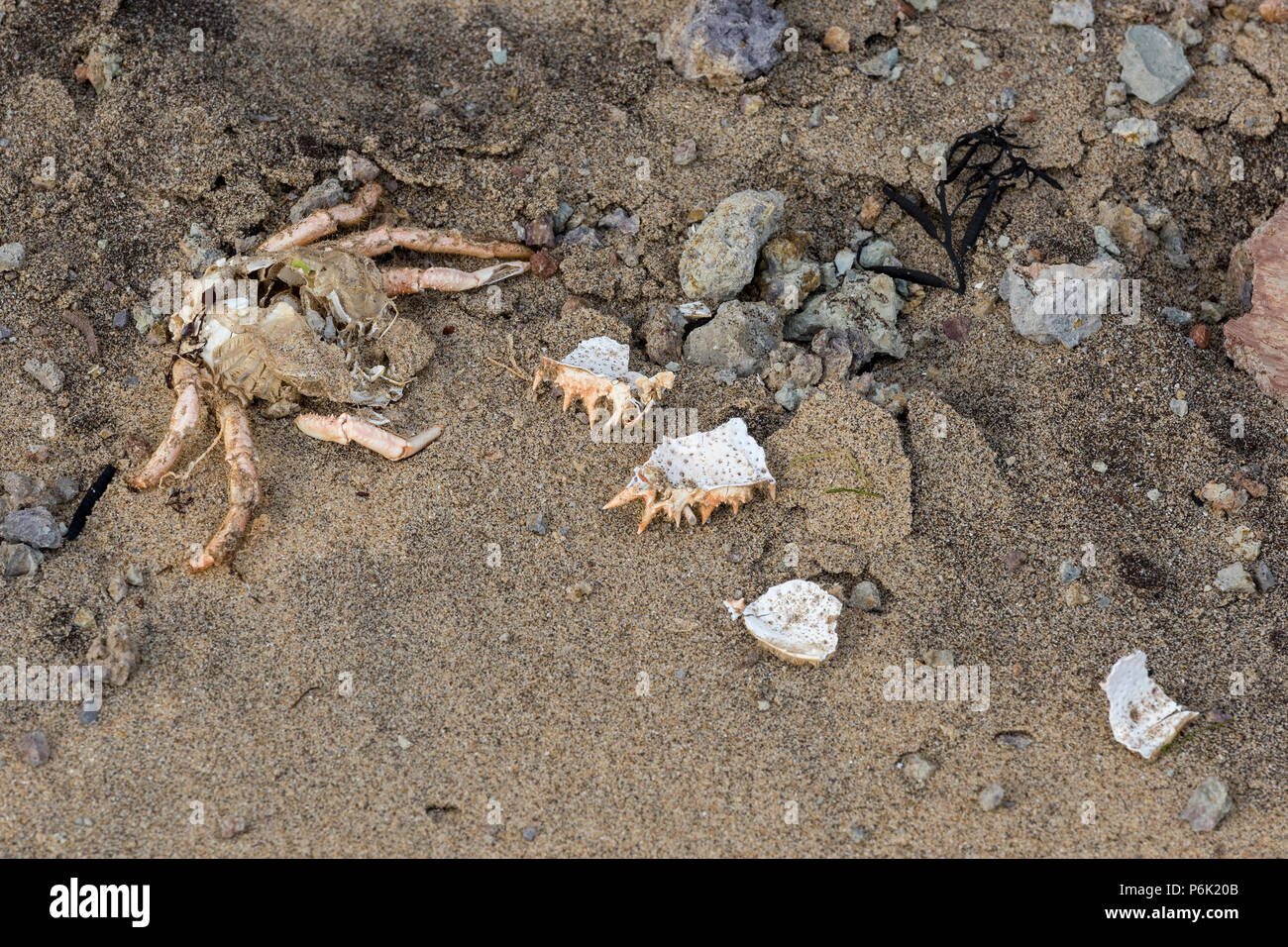 Dead sea creatures High Resolution Stock Photography and Images - Alamy