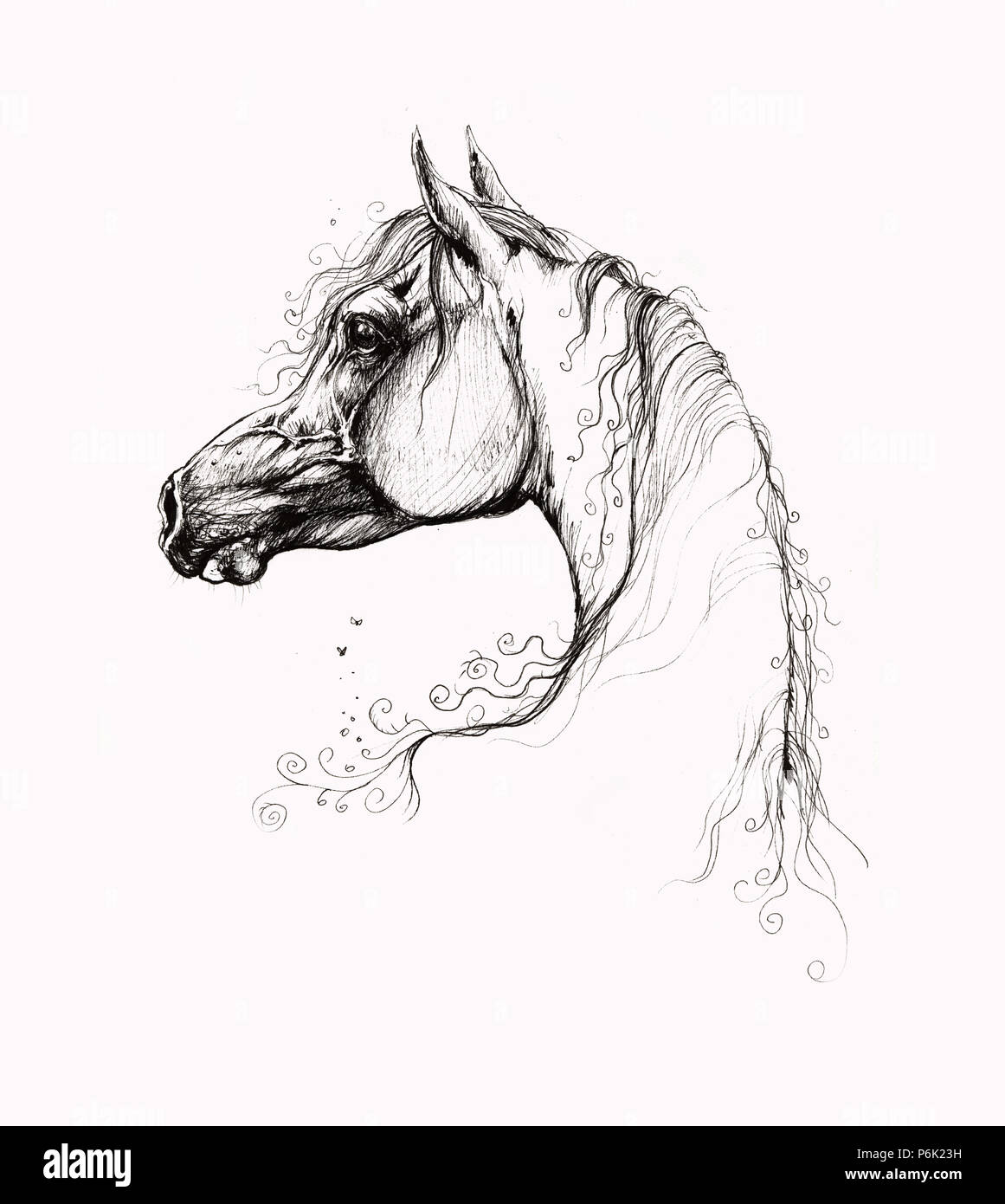 Arabian horse portrait drawing Stock Photo - Alamy