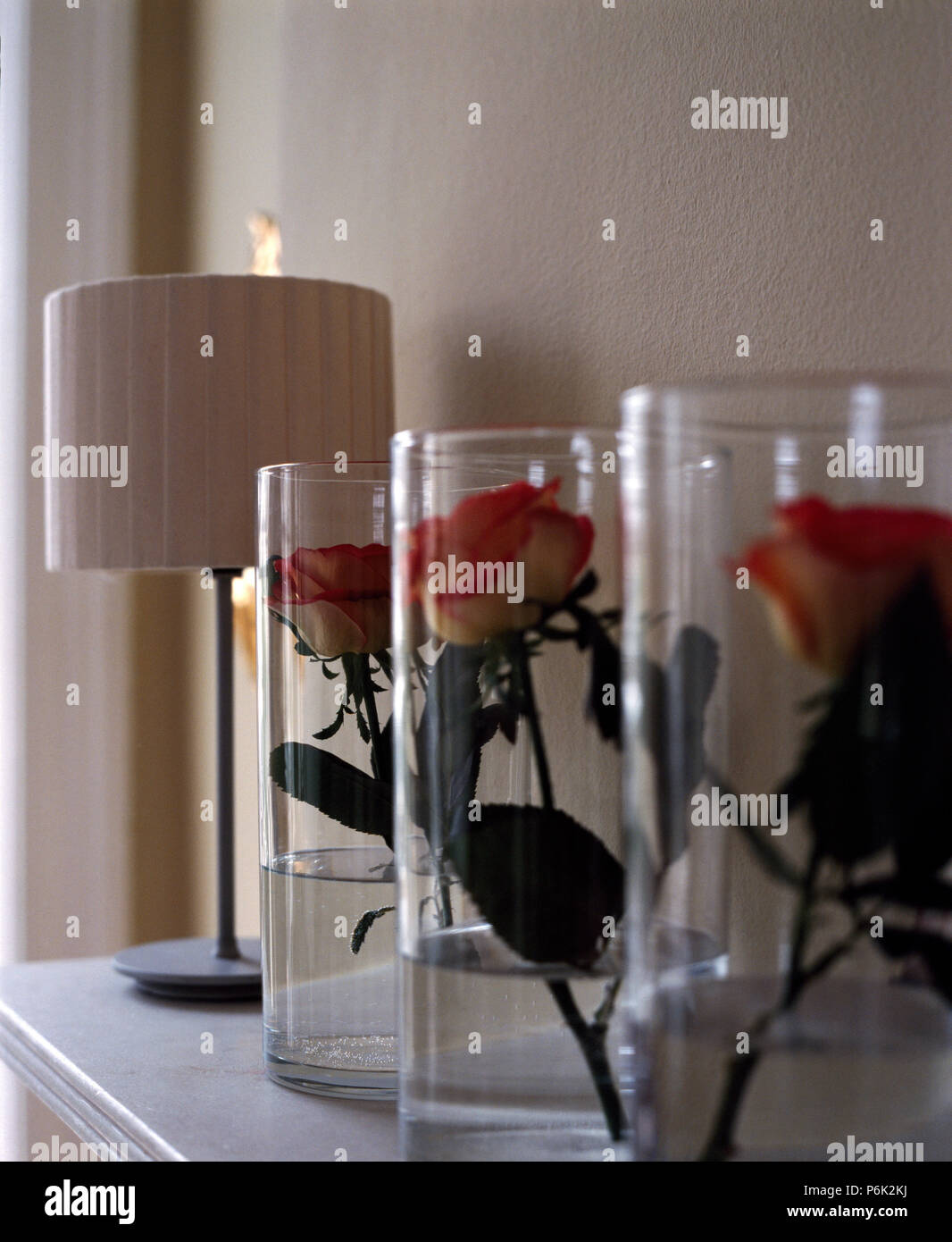 Single roses hi-res stock photography and images - Alamy