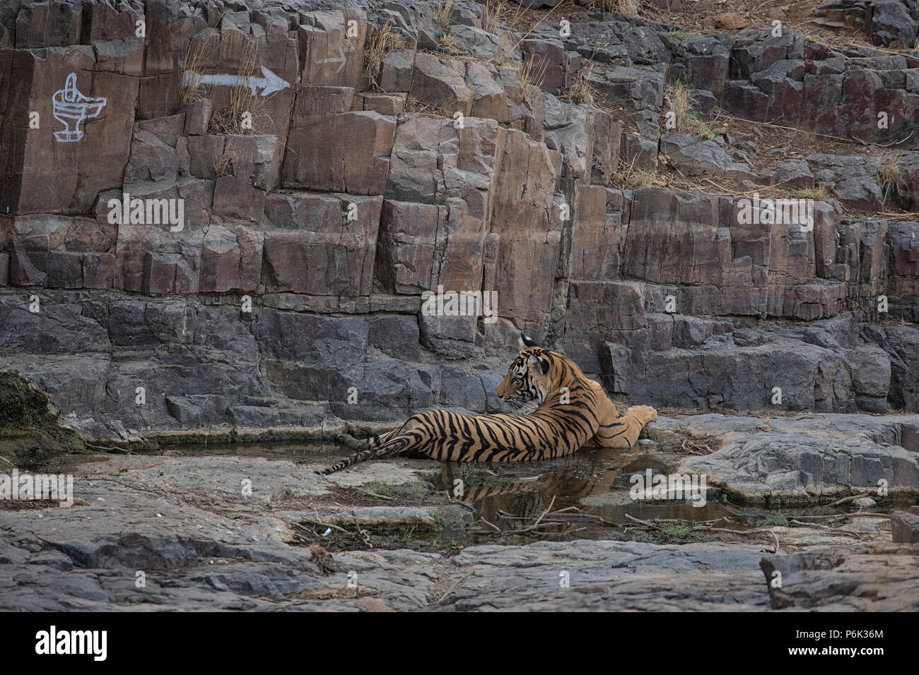 Tiger marking territory in Ranthambore India Stock Photo - Alamy