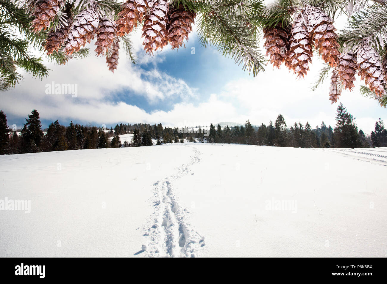Winter landscape with fir border Stock Photo - Alamy
