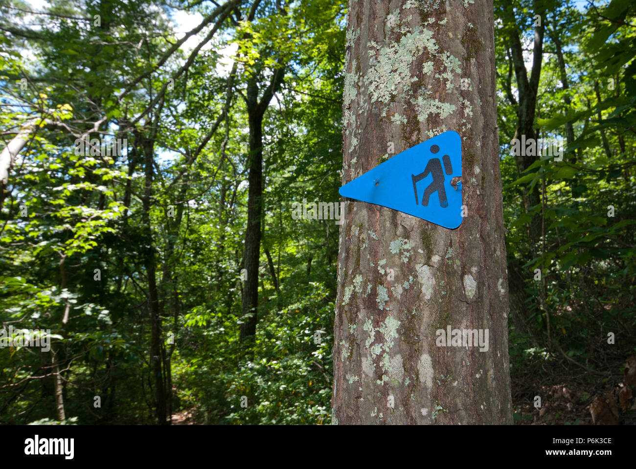 Triangular shaped tree hi-res stock photography and images - Alamy