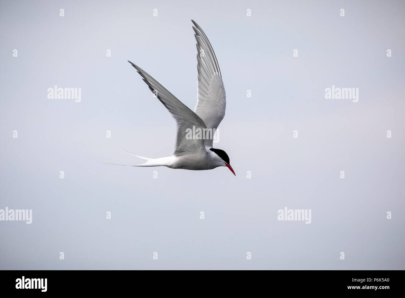 Arctic tern in flight Stock Photo - Alamy