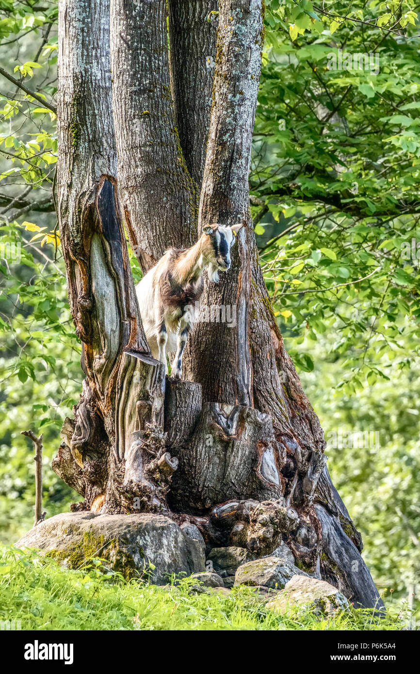 Goat in a tree hi-res stock photography and images - Alamy