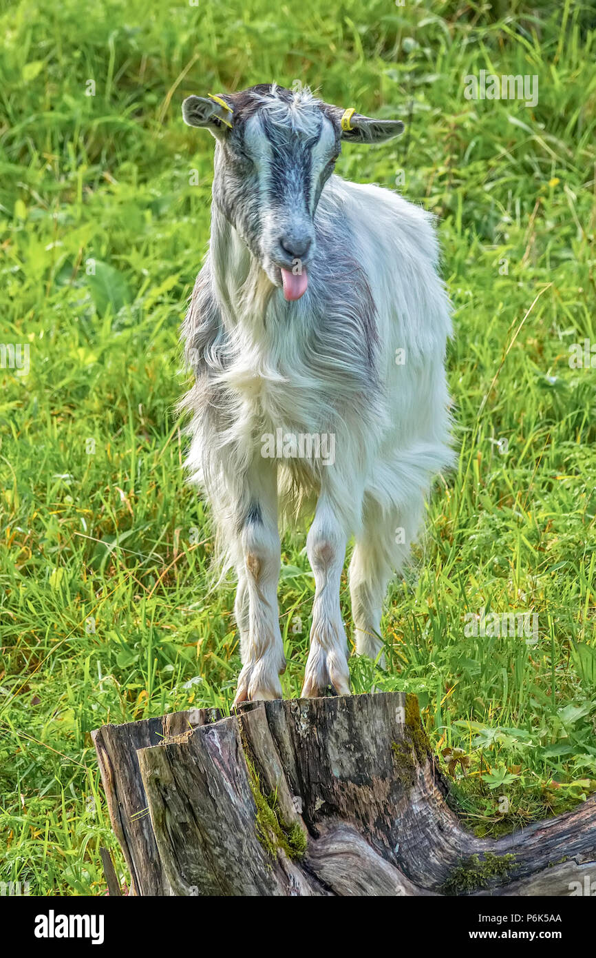 Goat In A Field At Geiranger Fjord Norway Stock Photo - Alamy