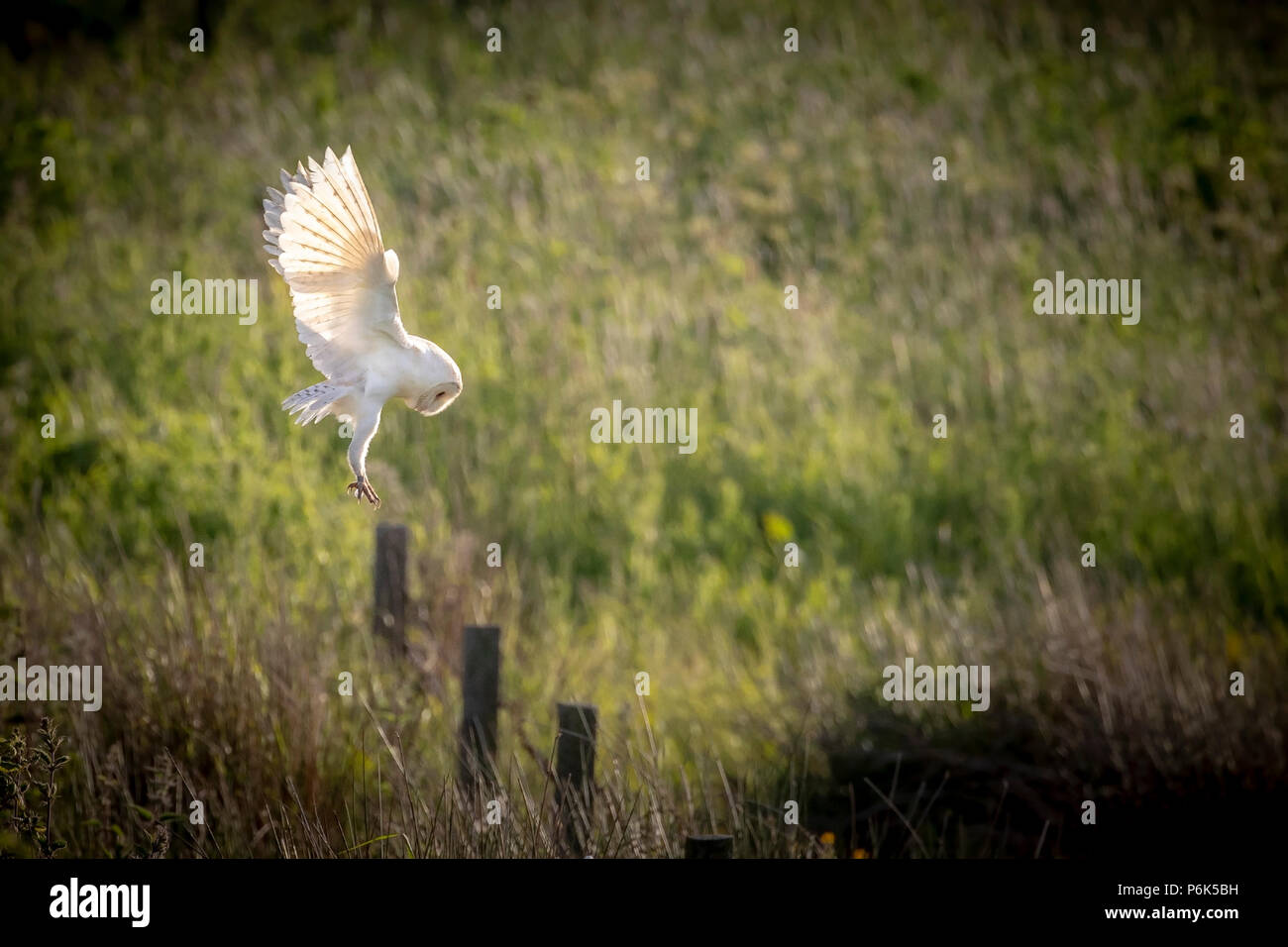 Barn Owl hunting Stock Photo - Alamy