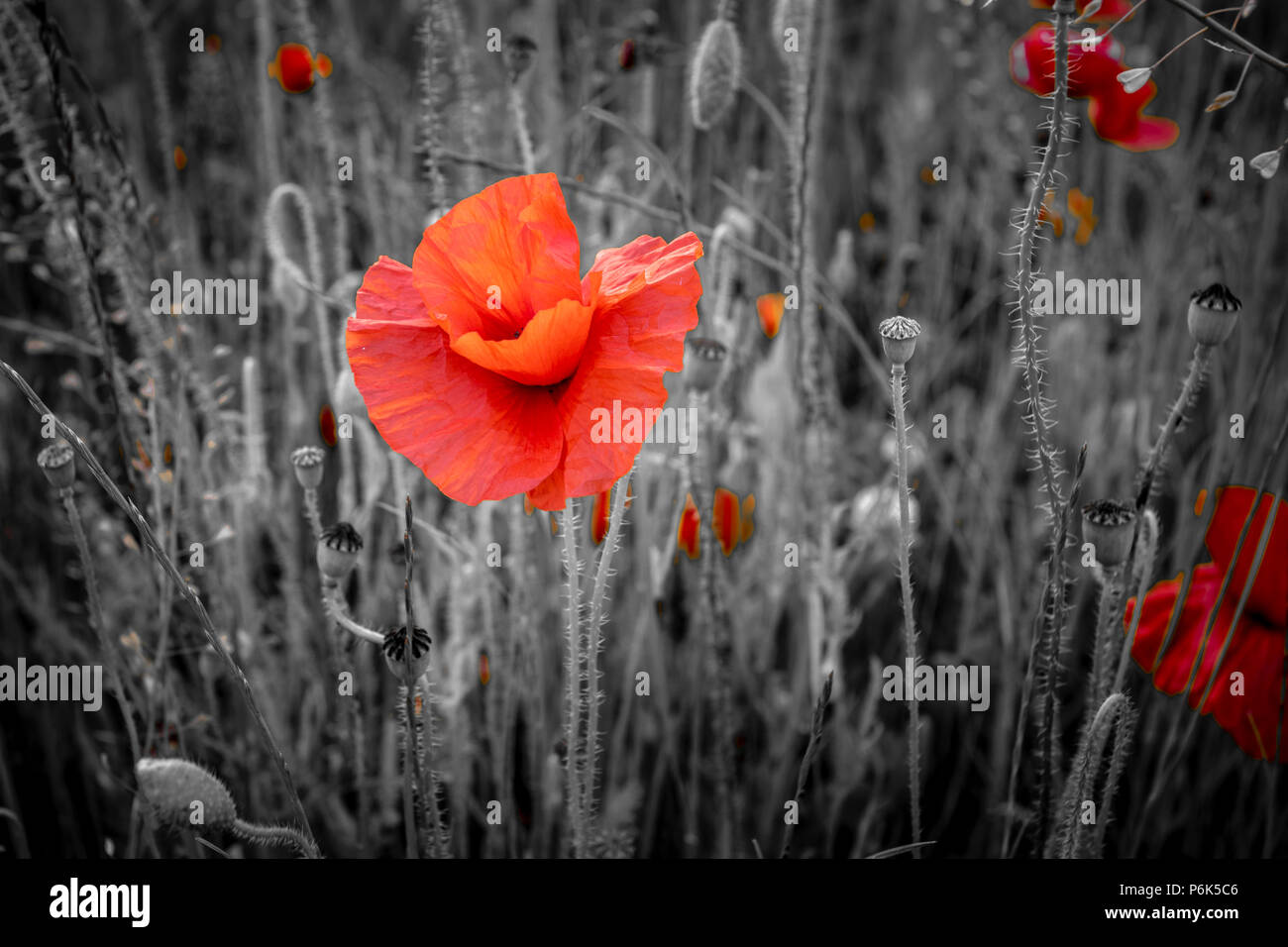 English picturesque poppy fields hi-res stock photography and images ...