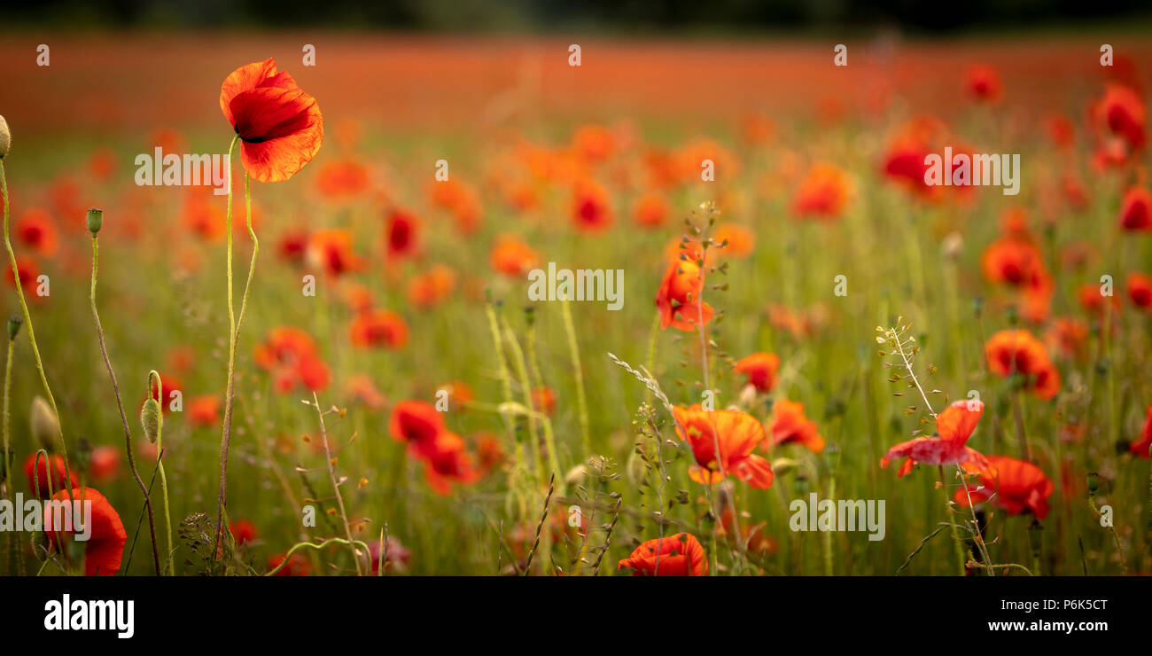 Poppy views hi-res stock photography and images - Alamy