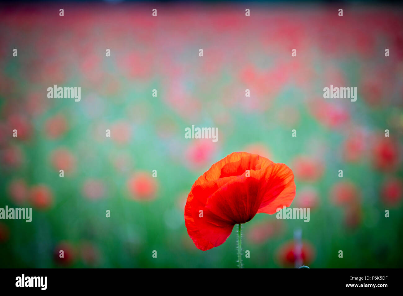 Botanical fields hi-res stock photography and images - Alamy