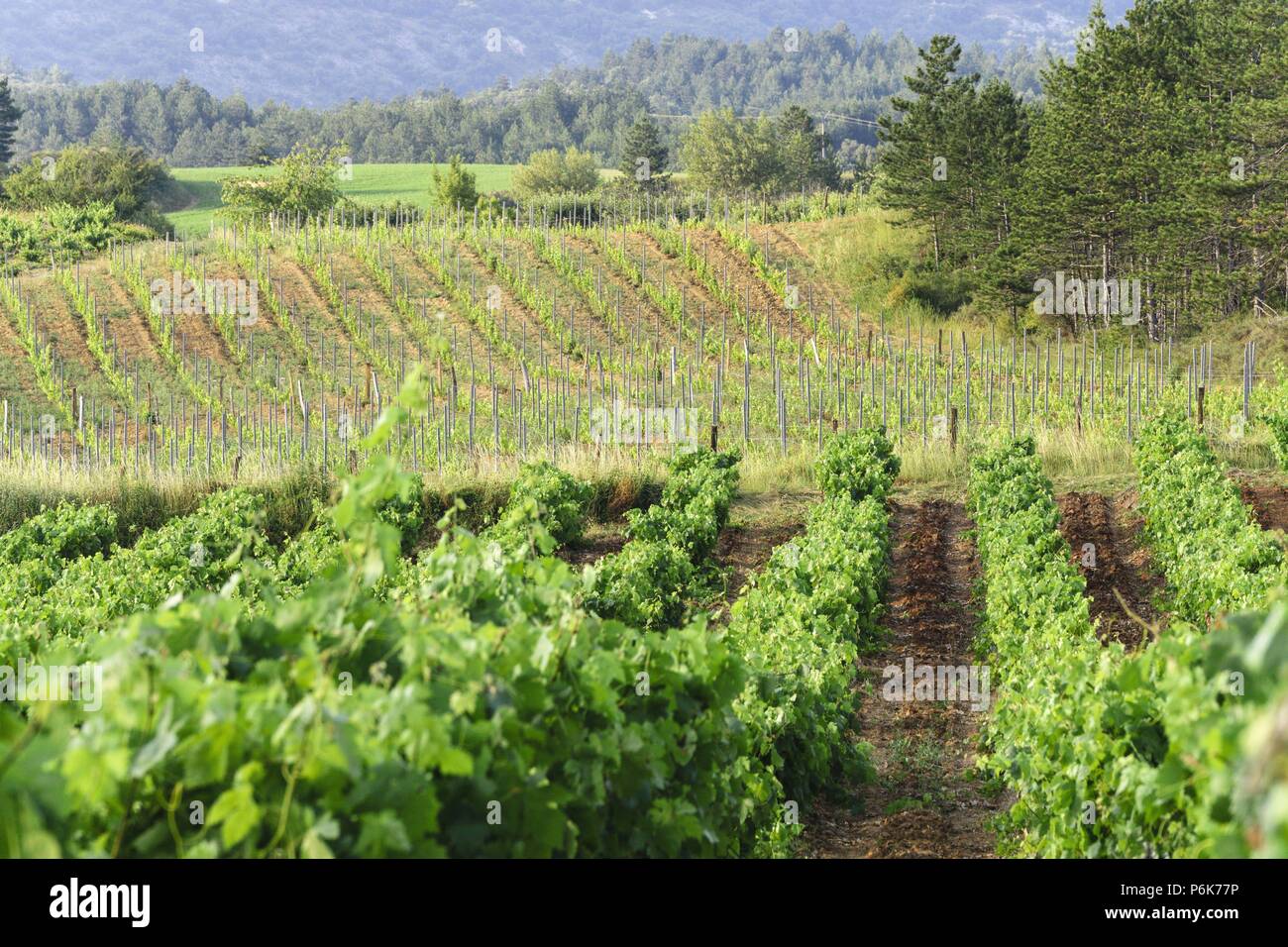 Departamento de campo hi-res stock photography and images - Alamy
