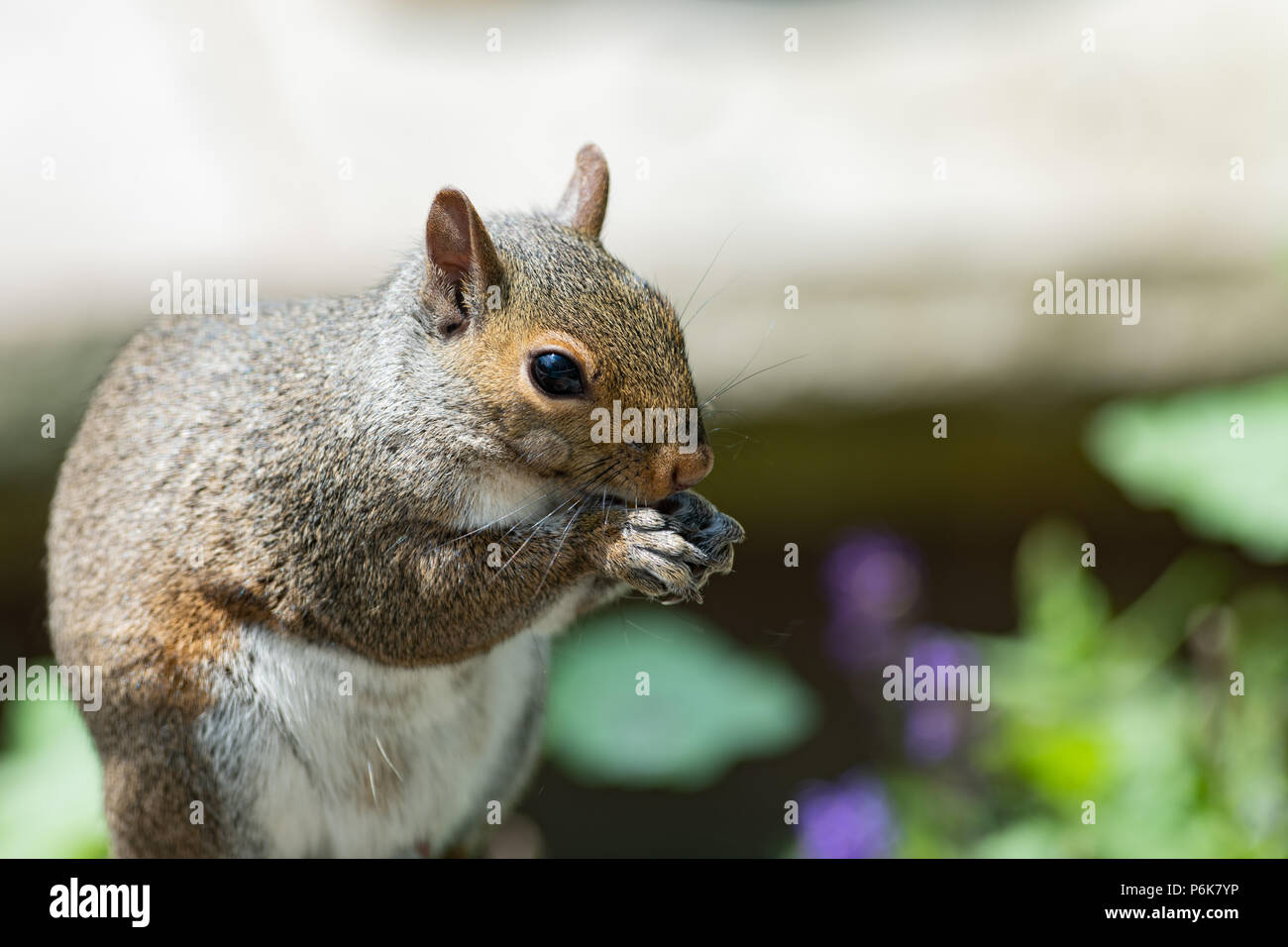 Squirrel in the yard Stock Photo - Alamy