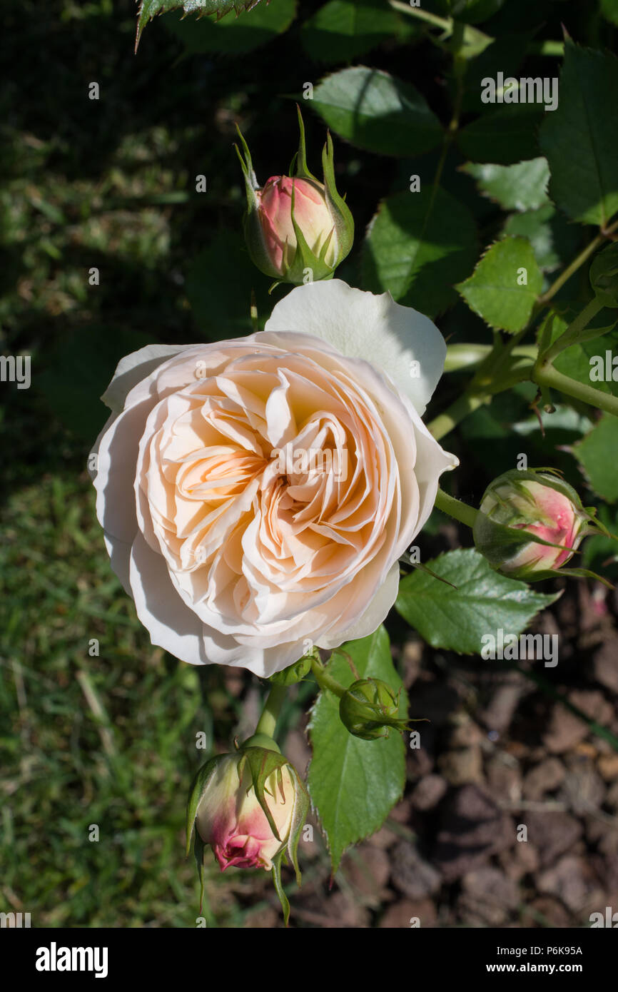 Blooming beautiful colorful rose bud in garden nature background Stock ...