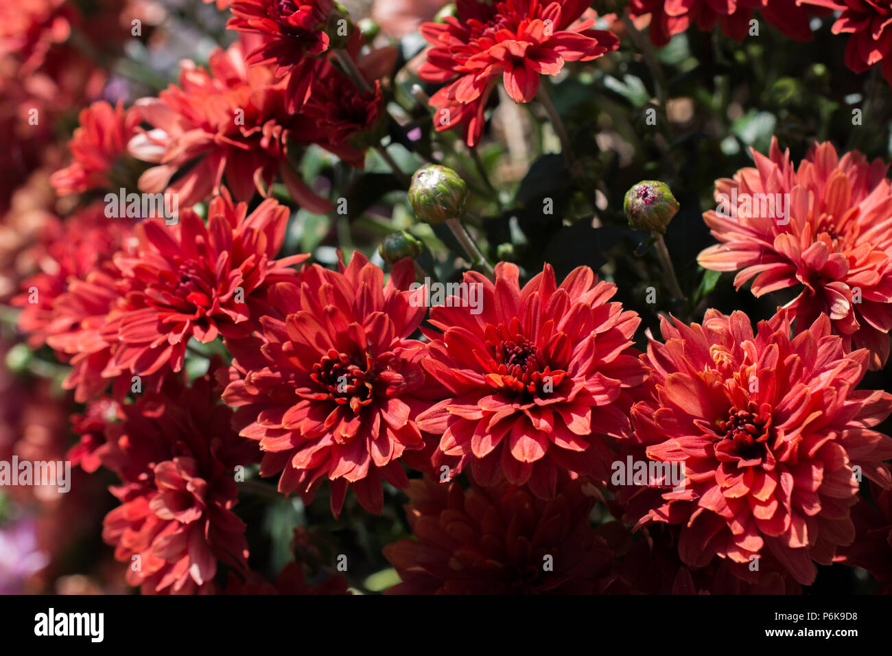 Beautiful fresh flowers as a nature background Stock Photo - Alamy