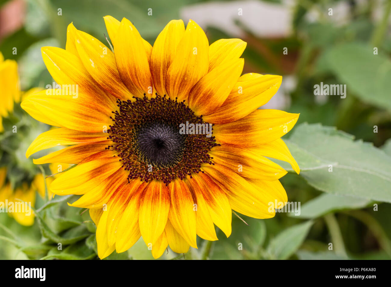 Yellow and orange blooming sunflower in the garden Stock Photo - Alamy