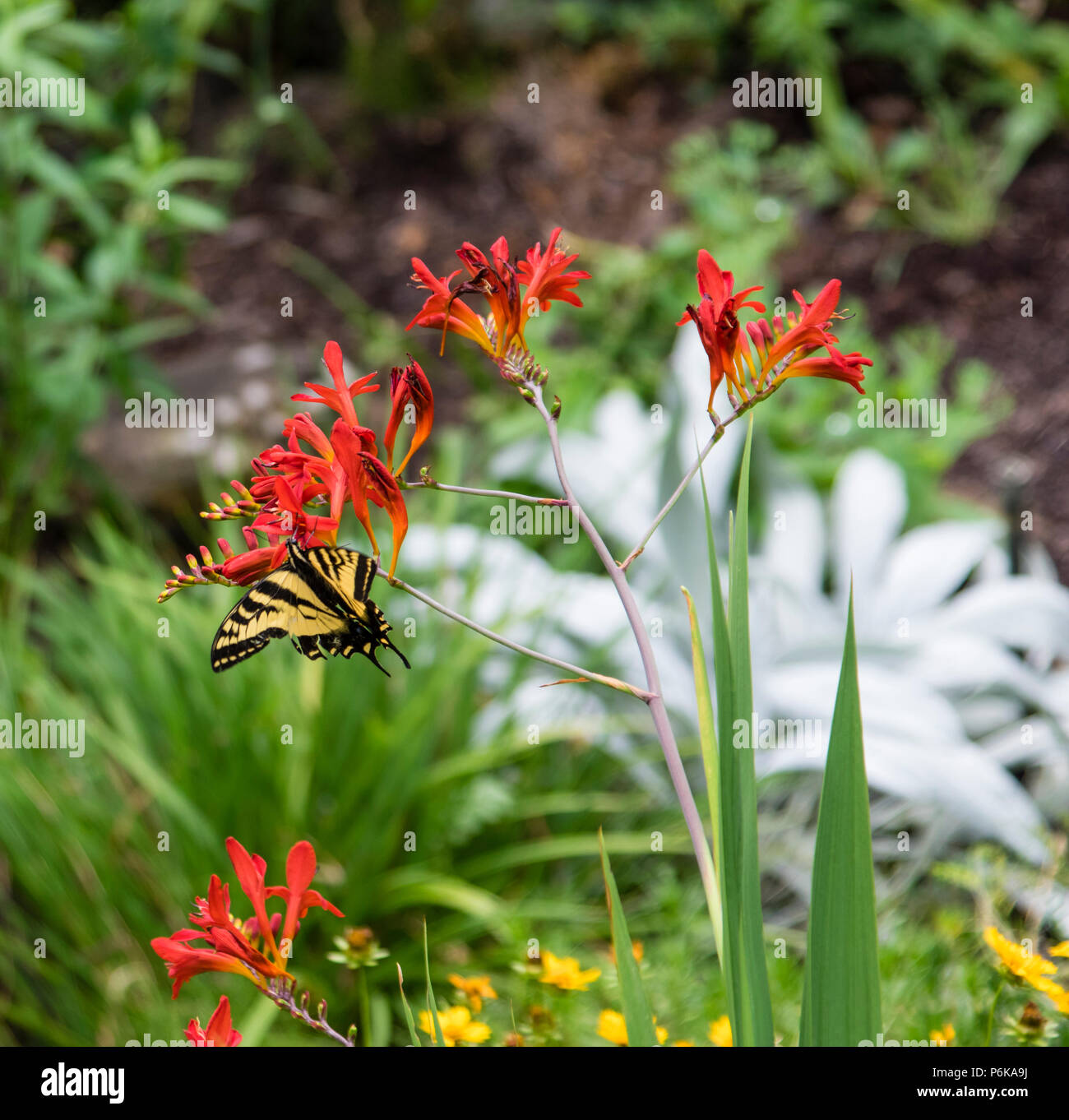 Red and yellow butterfly hi-res stock photography and images - Alamy